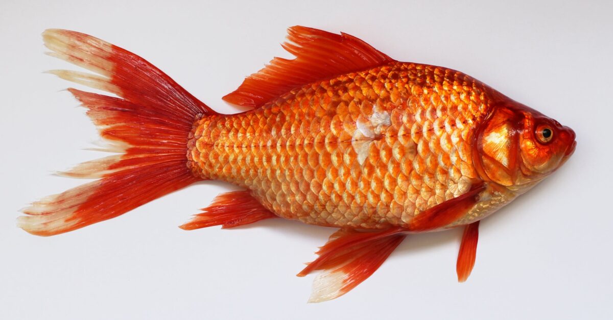 Choisis ton poisson – Canard PC